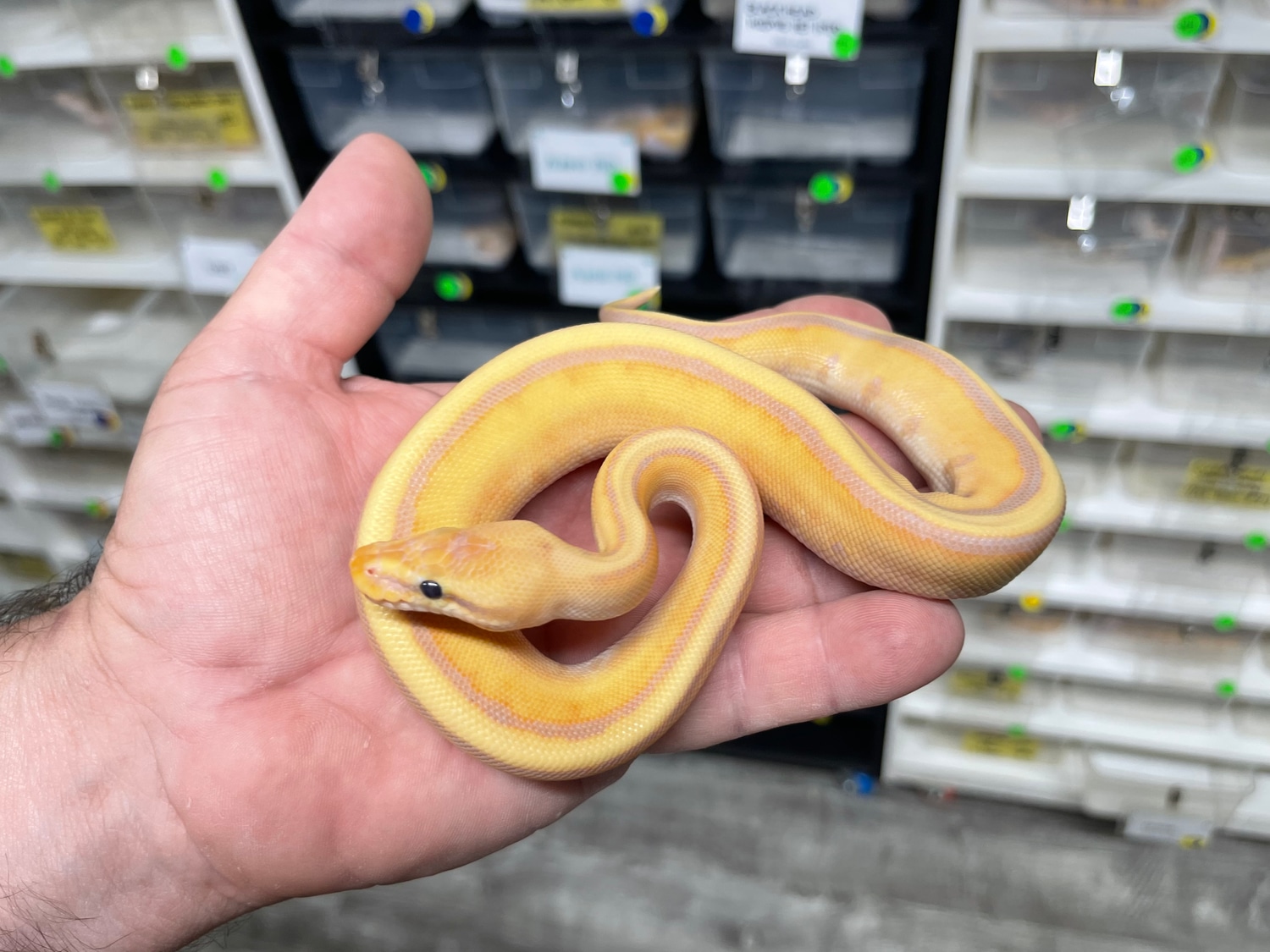 Banana G-Stripe (FREE SHIPPING) Ball Python by MB Exotics - MorphMarket