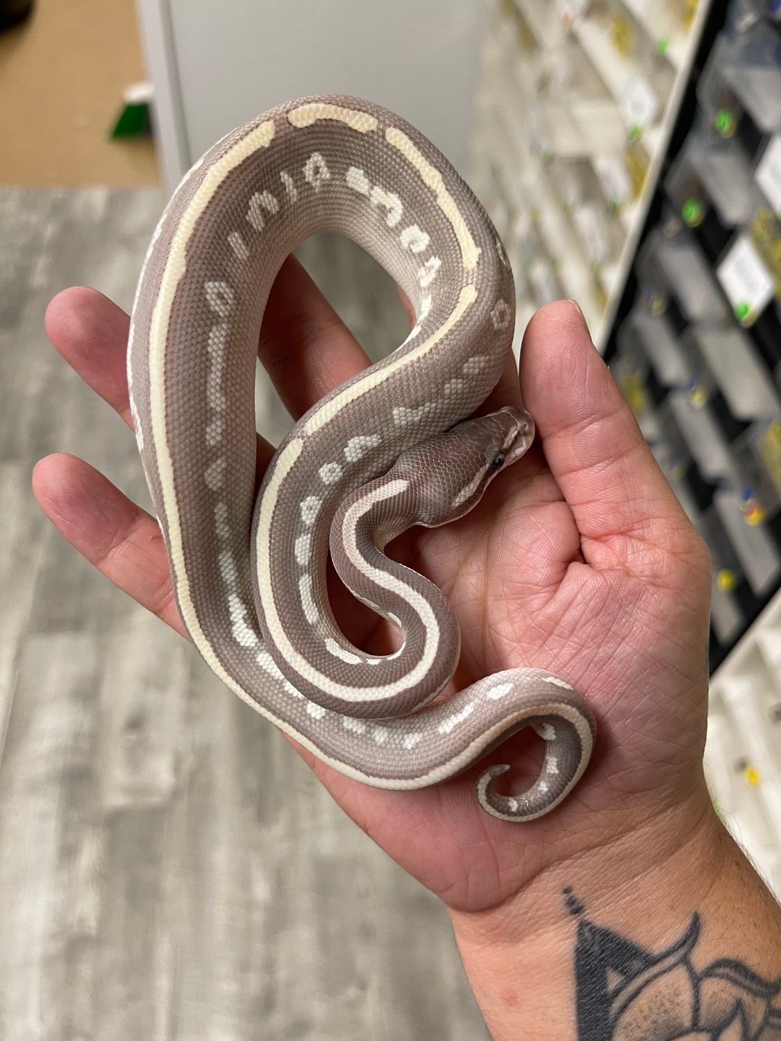 Mystic Potion (FREE SHIPPING) Ball Python by MB Exotics - MorphMarket