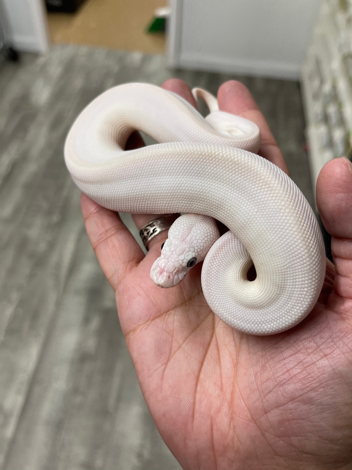 Butter Mojave (BEL) (FREE SHIPPING) Ball Python by MB Exotics - MorphMarket