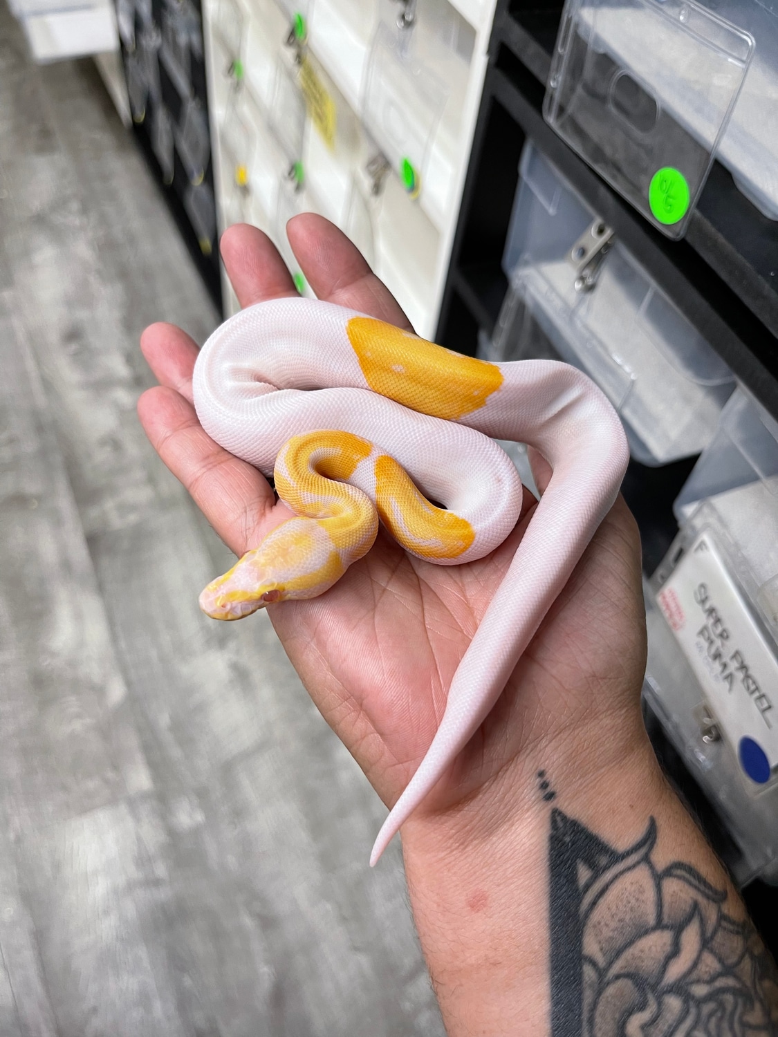 Candino Pied (FREE SHIPPING) Ball Python by MB Exotics - MorphMarket