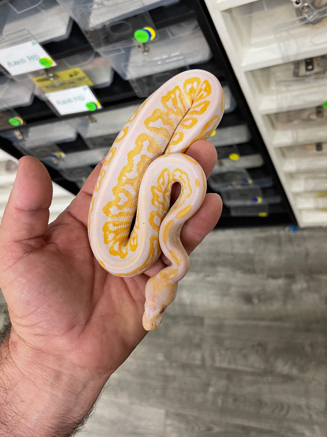 Candino Black Pastel (FREE SHIPPING) Ball Python by MB Exotics ...