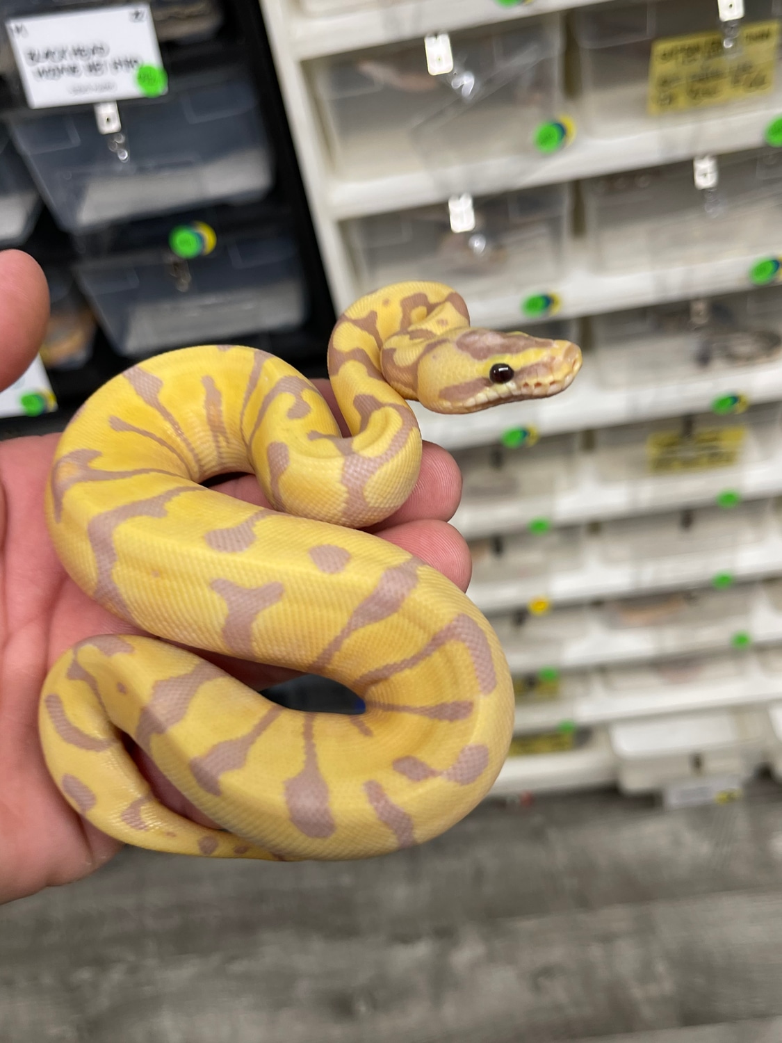 Super Enchi Banana Pastel (FREE SHIPPING) Ball Python by MB Exotics ...