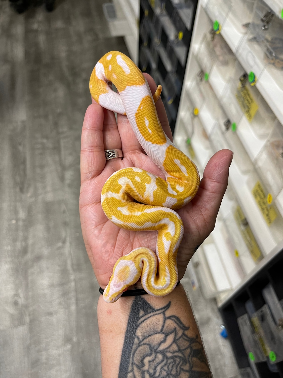 Albino Pied (FREE SHIPPING) Ball Python by MB Exotics - MorphMarket
