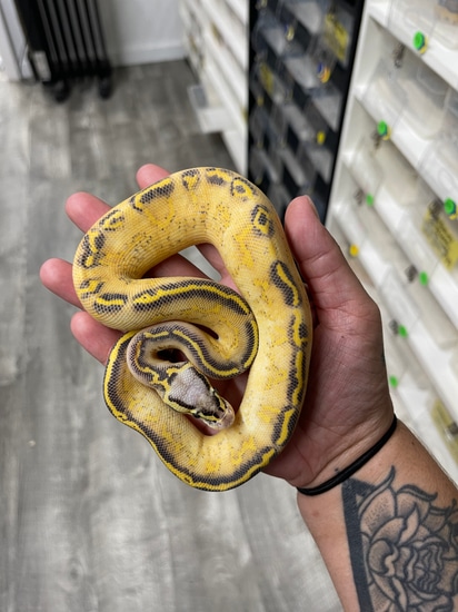 Pastel Highway Possible Vanilla (FREE SHIPPING) Ball Python by MB Exotics