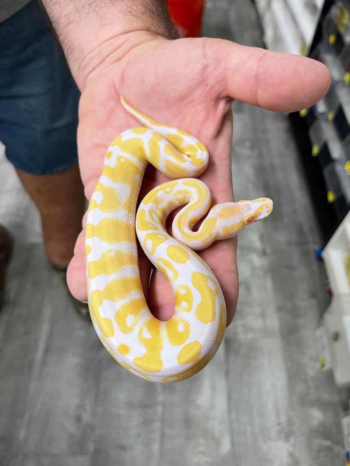 Albino Het Pied (FREE SHIPPING) Ball Python by MB Exotics - MorphMarket