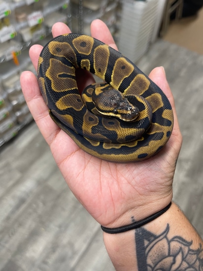 Leopard Cinny (FREE SHIPPING) Ball Python by MB Exotics