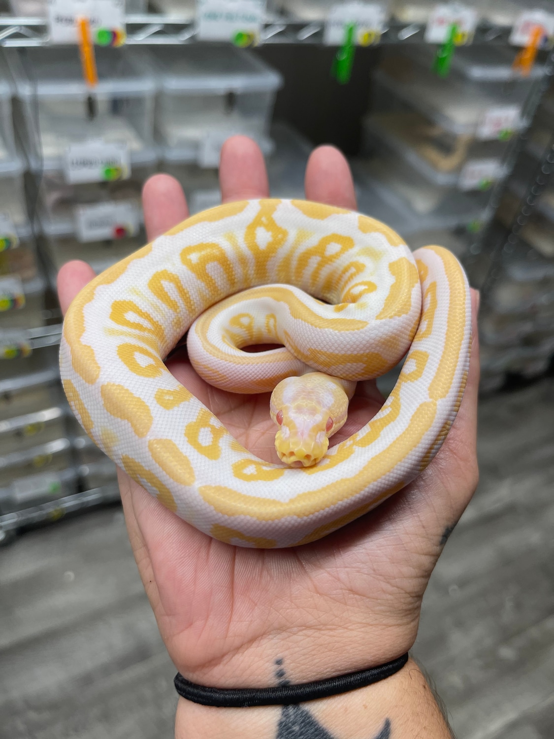 Black Pastel Albino Yellowbelly Ball Python by MB Exotics - MorphMarket