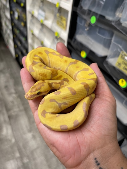 Banana Super Enchi Possible Leopard (FREE SHIPPING) Ball Python by MB Exotics