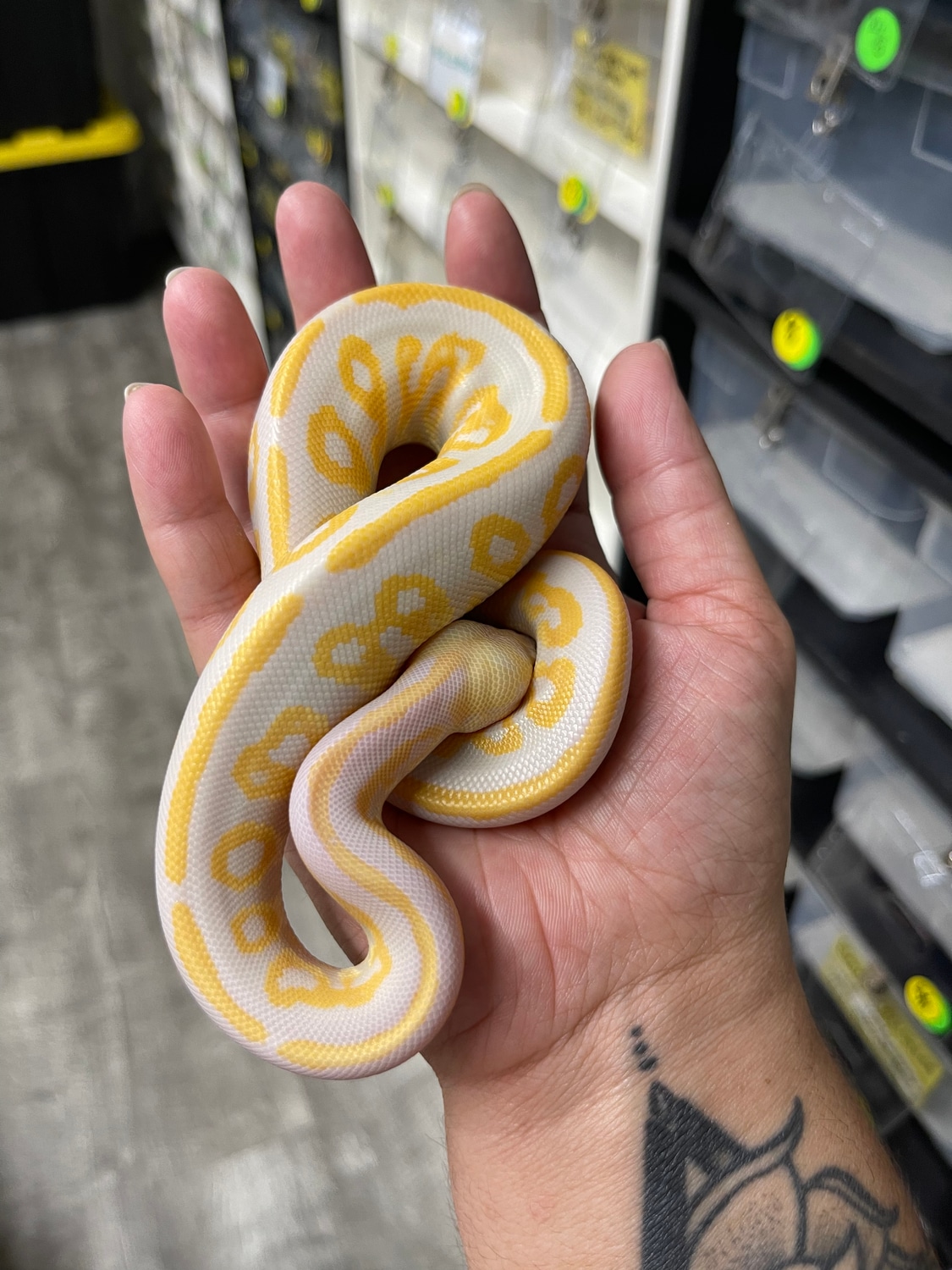 Cinny Candino (FREE SHIPPING) Ball Python by MB Exotics - MorphMarket