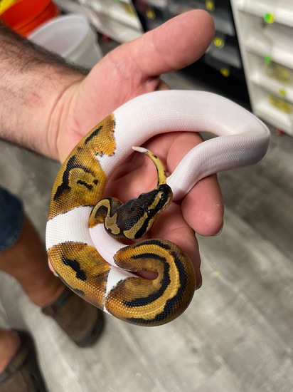 Pied (FREE SHIPPING) Ball Python by MB Exotics