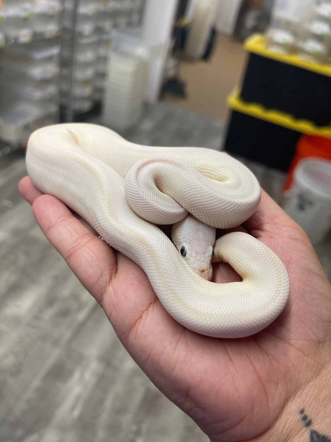 Mojave Lesser (BEL) (FREE SHIPPING) Ball Python by MB Exotics - MorphMarket