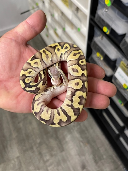 Pastave Fire (FREE SHIPPING) Ball Python by MB Exotics