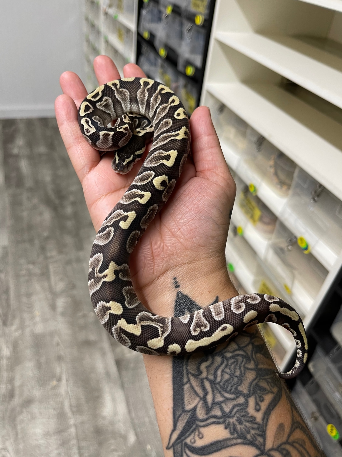 GHI Fire (FREE SHIPPING) Ball Python by MB Exotics - MorphMarket