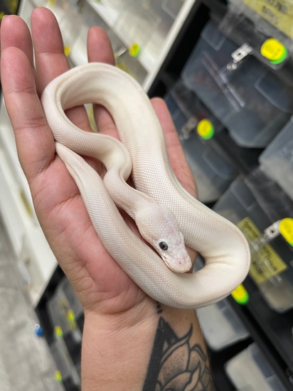 Mystic Butter Ball Python by MB Exotics