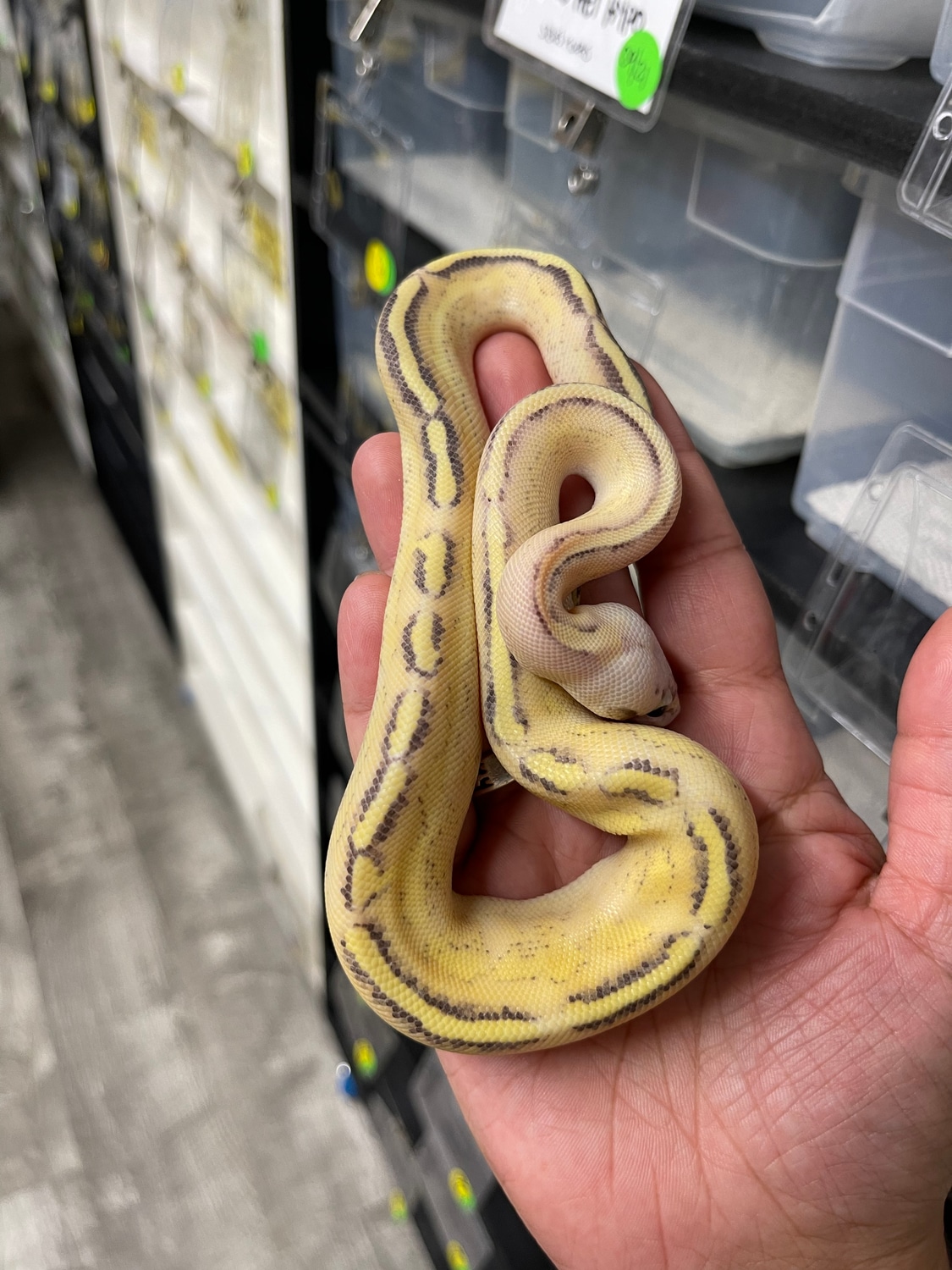 Pastel Puma (FREE SHIPPING) Ball Python by MB Exotics - MorphMarket