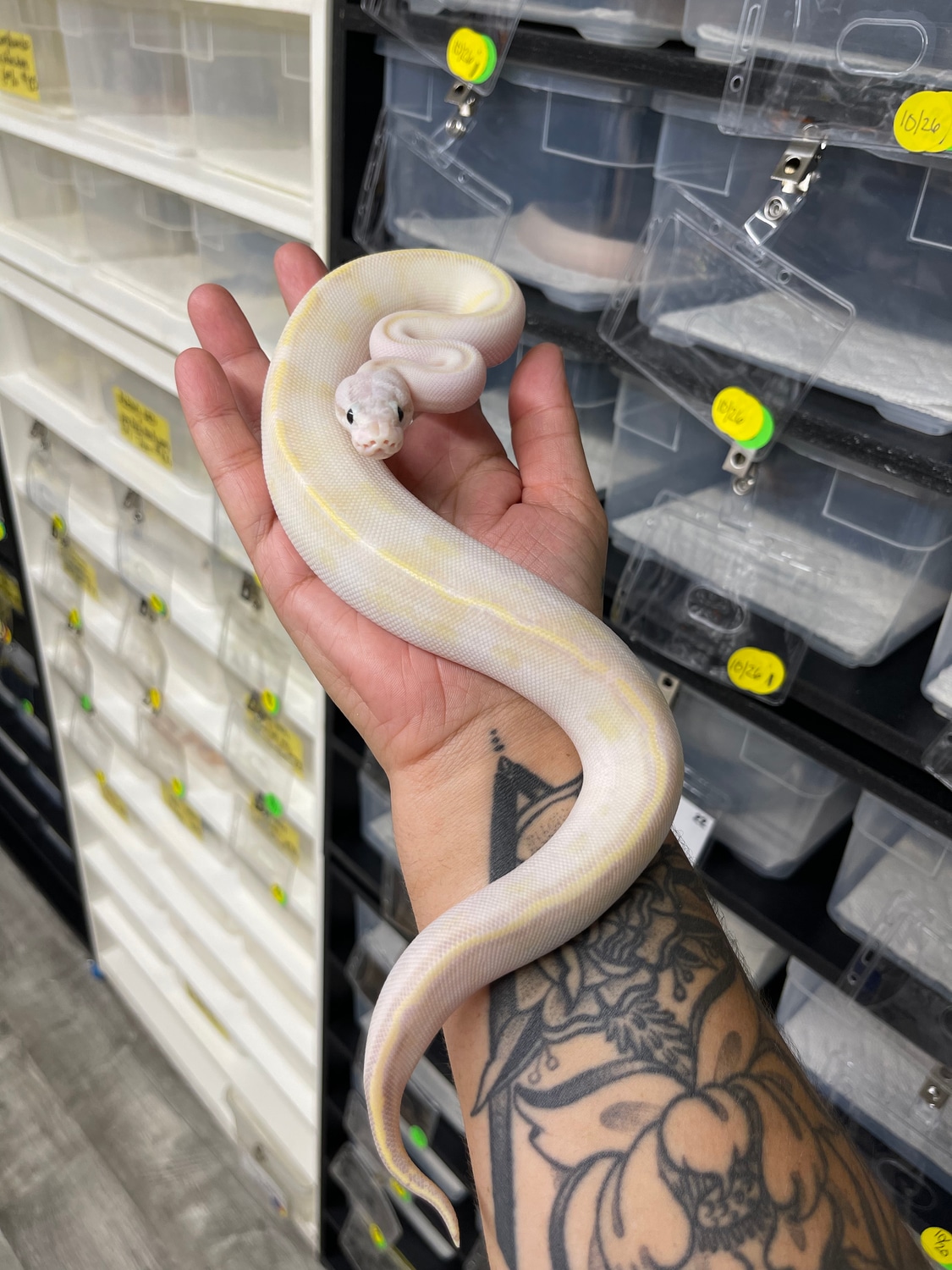 Pastel Ivory (FREE SHIPPING) Ball Python by MB Exotics - MorphMarket