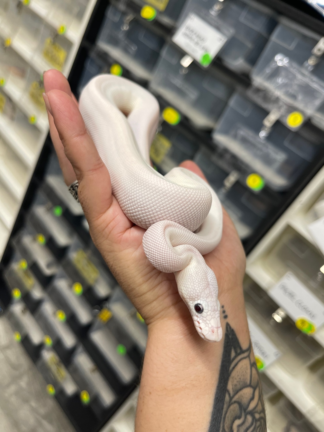 Butter Mojave (BEL) (FREE SHIPPING ) Ball Python by MB Exotics ...