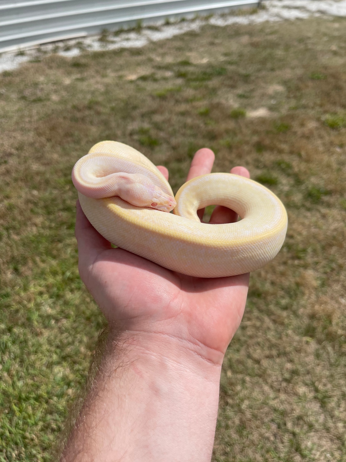 Albino Suma (FREE SHIPPING) Ball Python by MB Exotics - MorphMarket