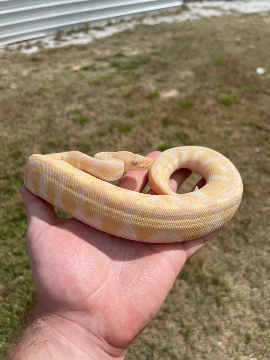 Albino Enchi Ball Python by MB Exotics - MorphMarket