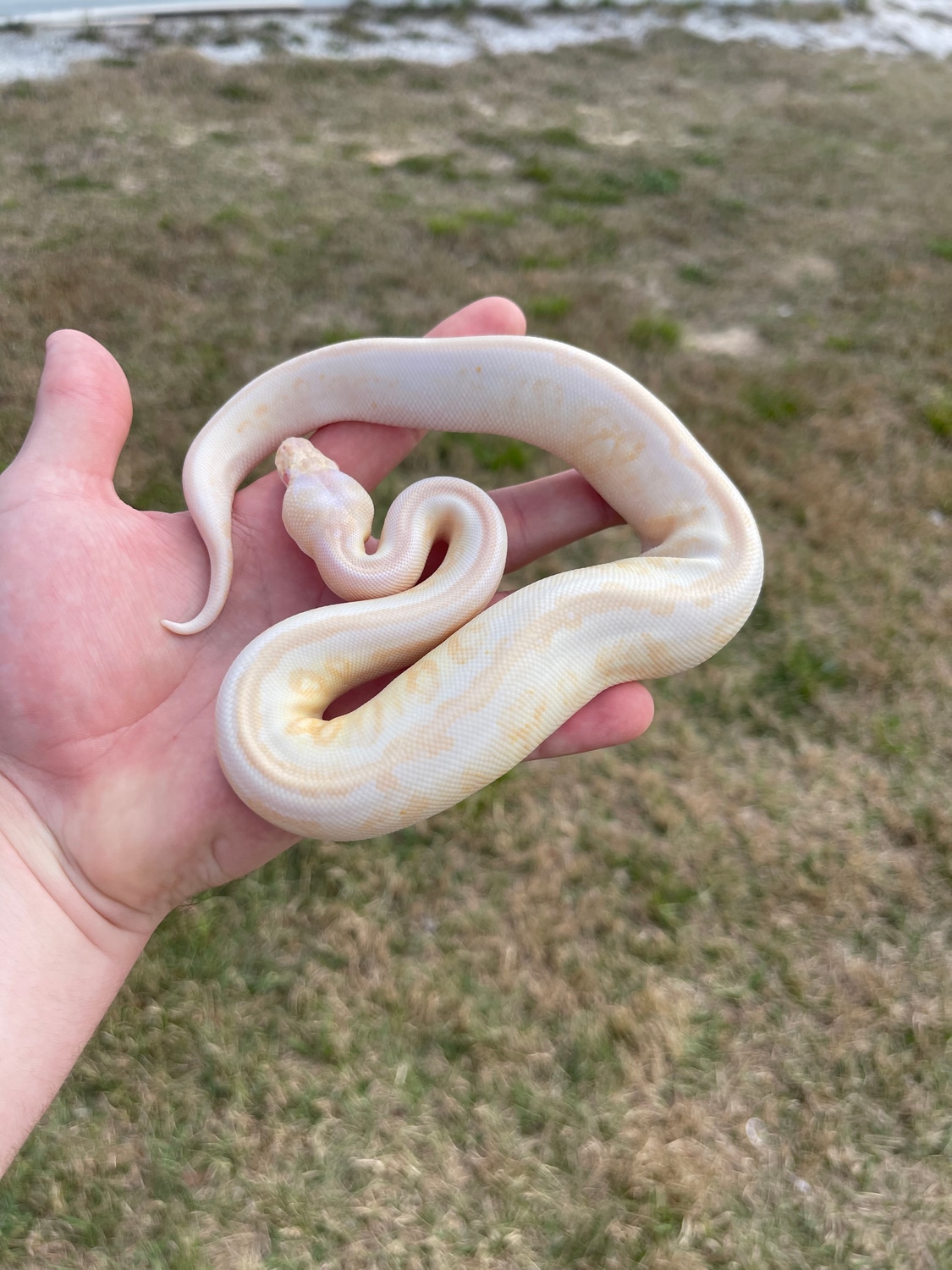 Black Pewter Yellowbelly Albino Ball Python by MB Exotics - MorphMarket
