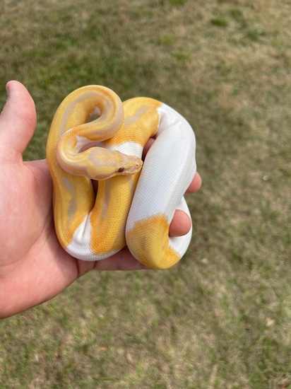 Candy Pied (FREE SHIPPING) Ball Python by MB Exotics