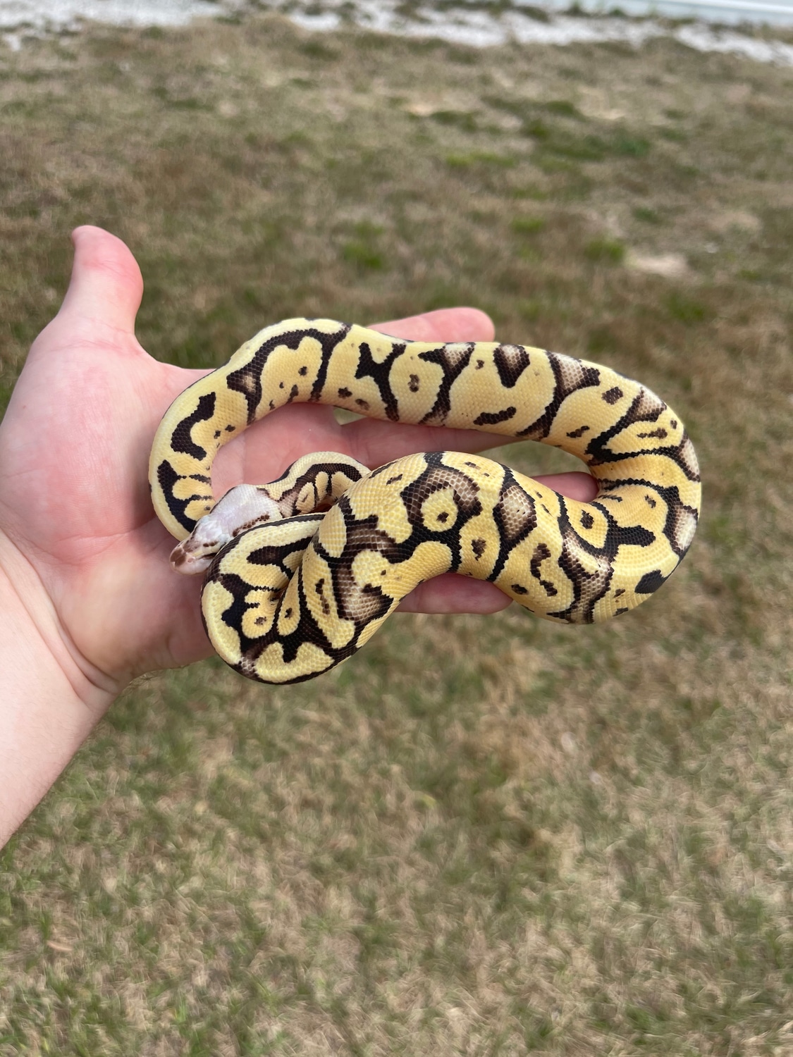 Super Vanilla Pastel (FREE SHIPPING) Ball Python by MB Exotics - MorphMarket