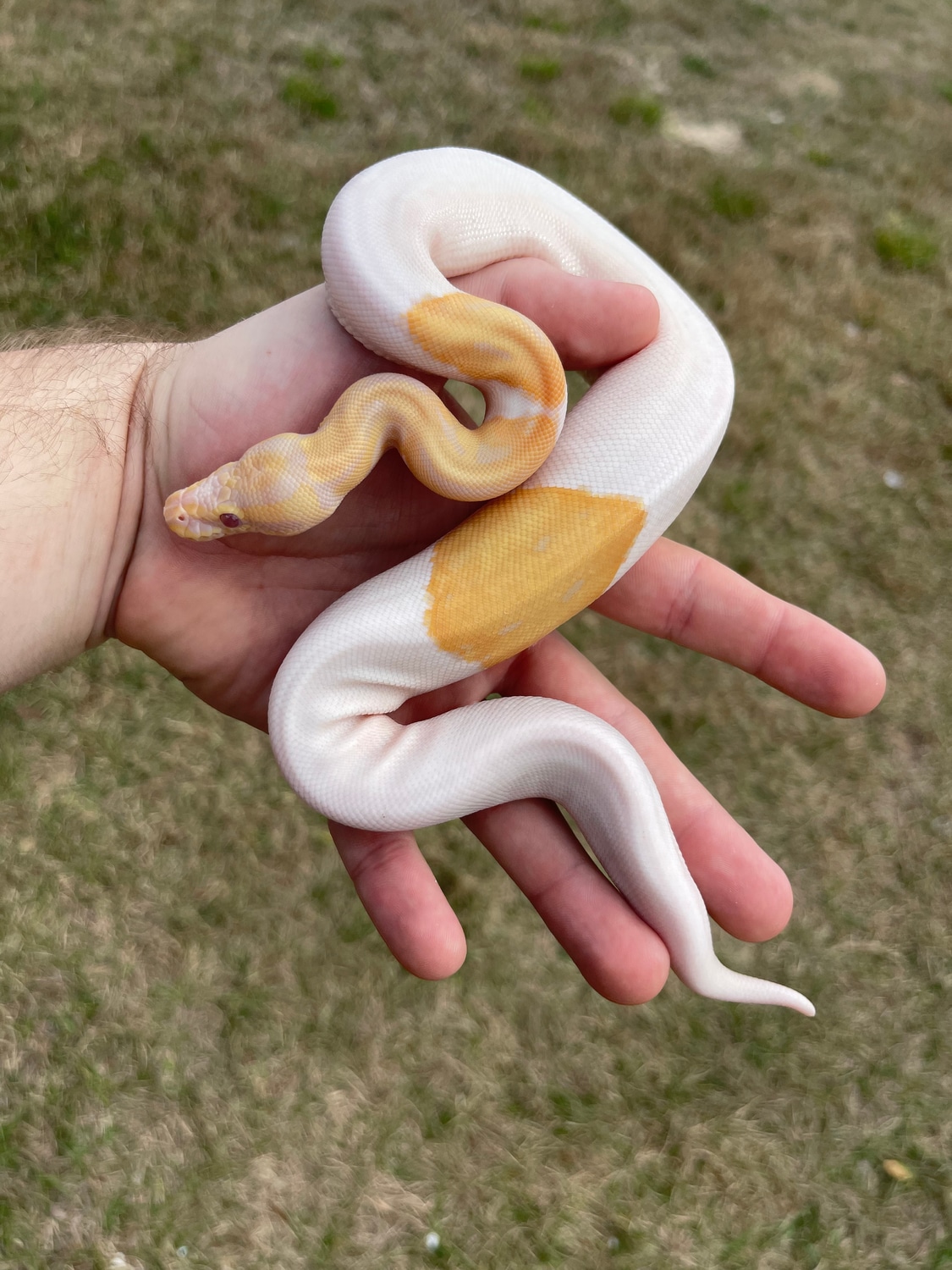 Candino Pied Ball Python by MB Exotics - MorphMarket