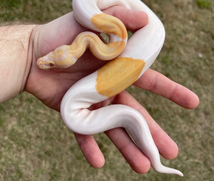 Banana Axanthic VPI Ball Python by MB Exotics - MorphMarket