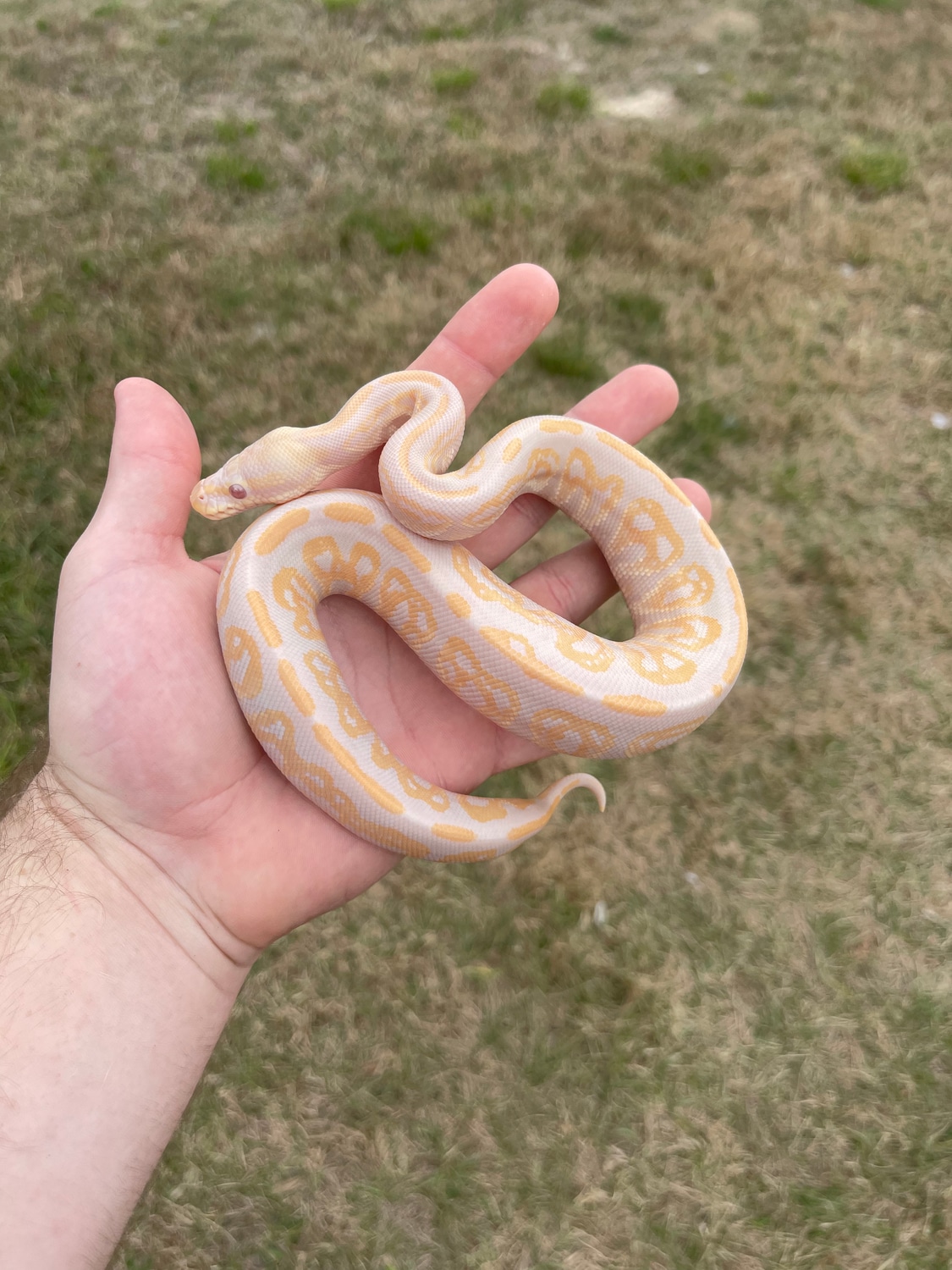 Candino Black Pastel Ball Python by MB Exotics - MorphMarket