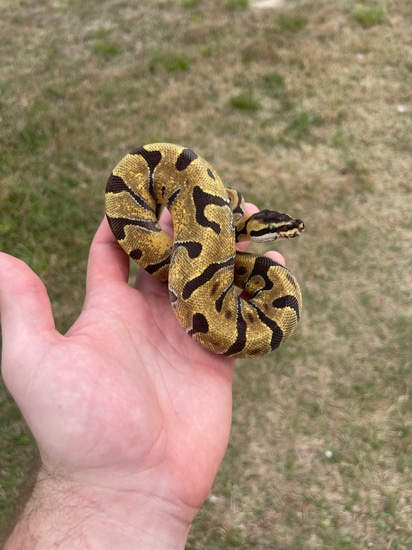 Super Enchi (FREE SHIPPING) Ball Python by MB Exotics