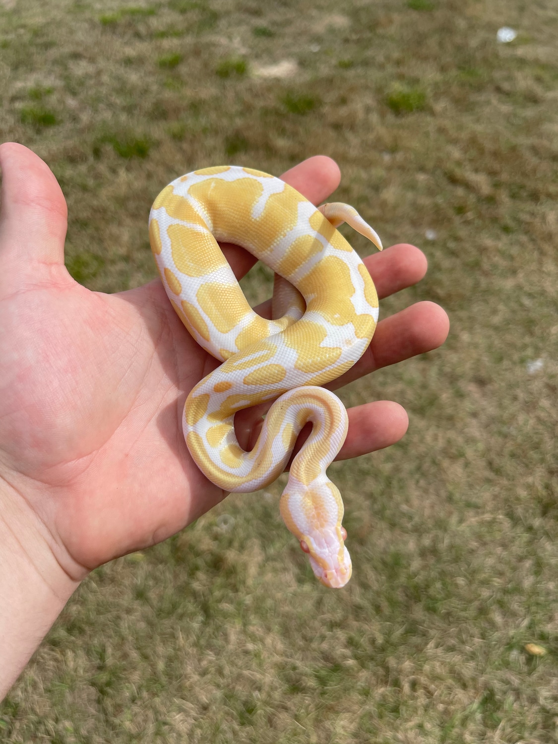Albino Het Pied (FREE SHIPPING) Ball Python by MB Exotics - MorphMarket