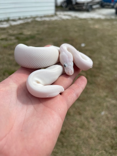 Lesser Mojave (BEL) (FREE SHIPPING) Ball Python by MB Exotics
