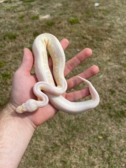 Black Pewter Yellowbelly Albino Ball Python by MB Exotics
