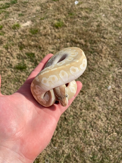 Crystal Ball Python by MB Exotics