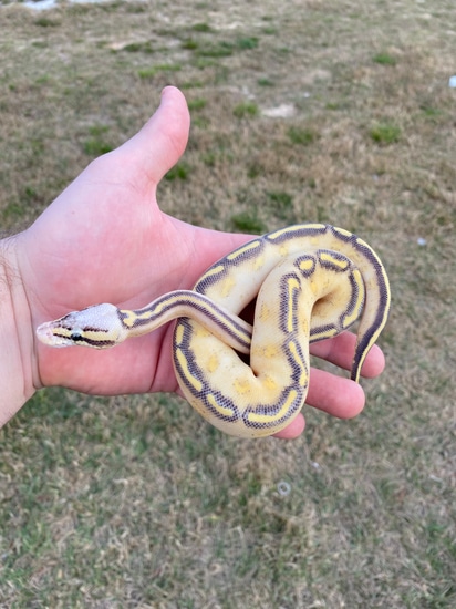 Pastel Highway Ball Python by MB Exotics