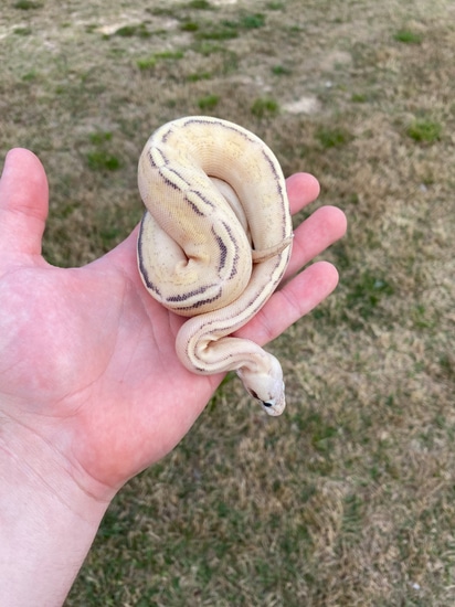 Pastel Puma/Bypass (Spark Gravel) Ball Python by MB Exotics