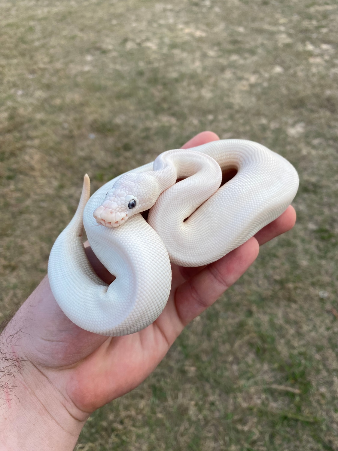 Mojave Lesser (BEL) (FREE SHIPPING) Ball Python by MB Exotics - MorphMarket