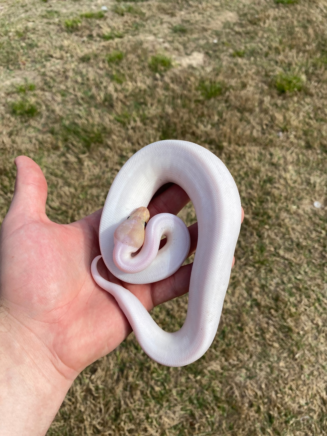 Banana Cinny Pied (FREE SHIPPING) Ball Python by MB Exotics - MorphMarket
