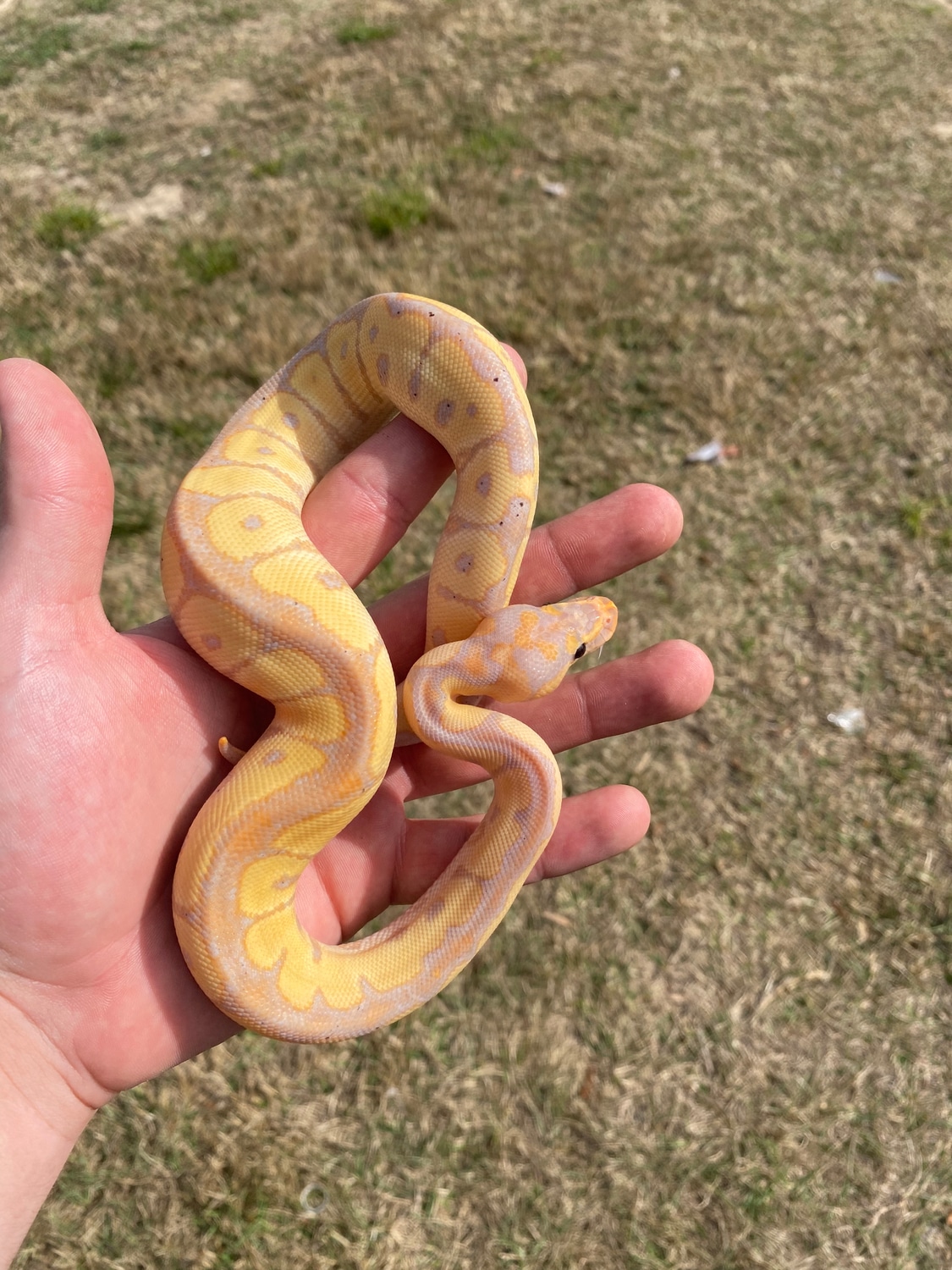 Banana Clown (FREE SHIPPING) Ball Python by MB Exotics - MorphMarket