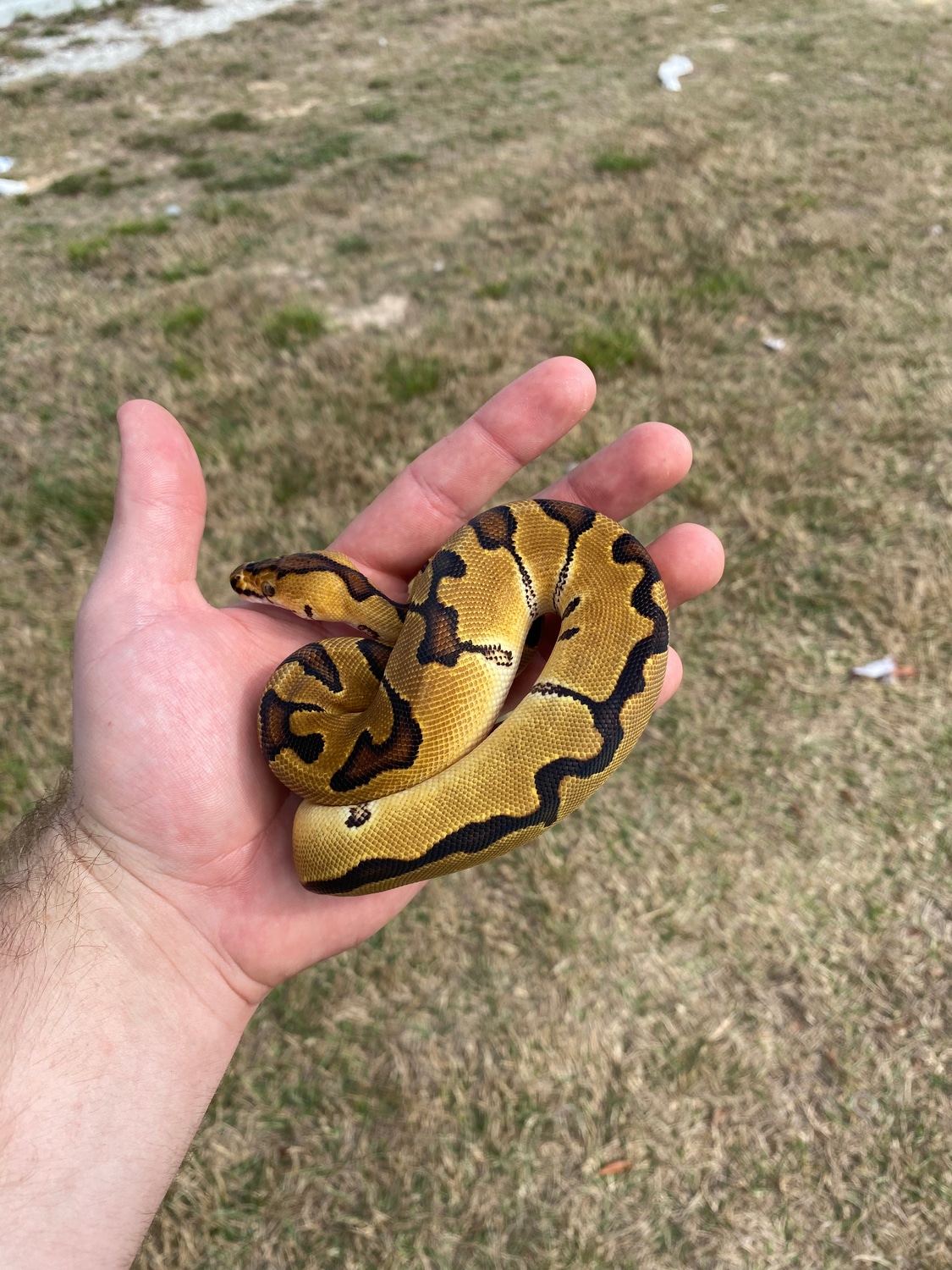 Enchi Clown (FREE SHIPPING) Ball Python by MB Exotics - MorphMarket