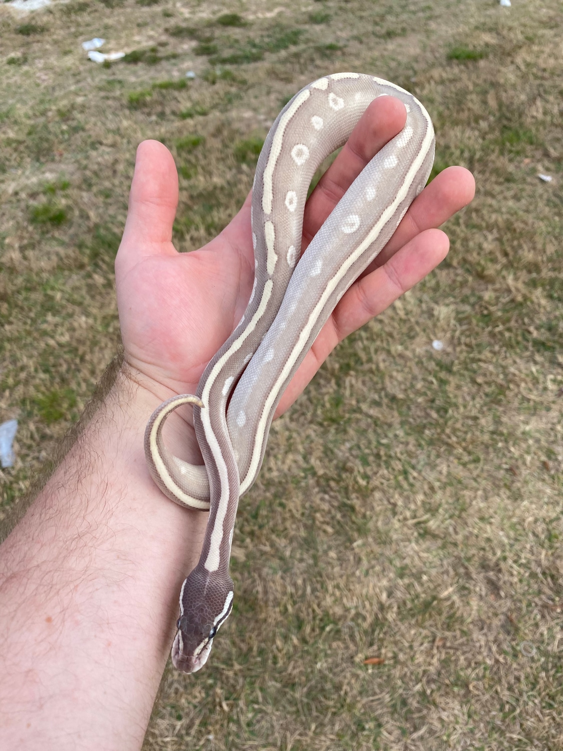 Mystic Potion Ball Python by MB Exotics - MorphMarket