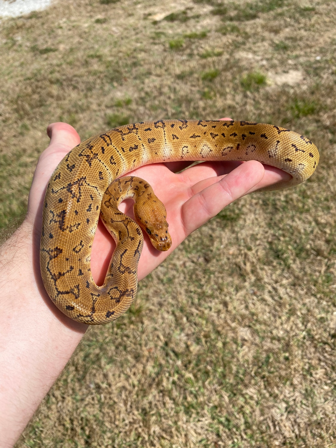Pinstripe Clown Ball Python by MB Exotics - MorphMarket
