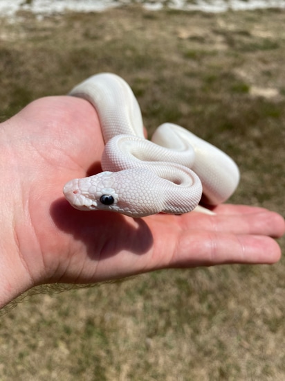 Butter Mojave (BEL) Ball Python by MB Exotics