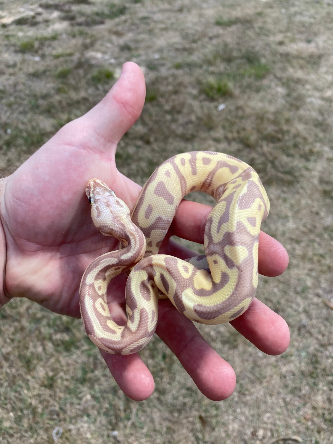 Banana Enchi Leopard Ball Python by MB Exotics - MorphMarket