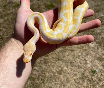 Albino Black Pastel Ball Python by MB Exotics - MorphMarket