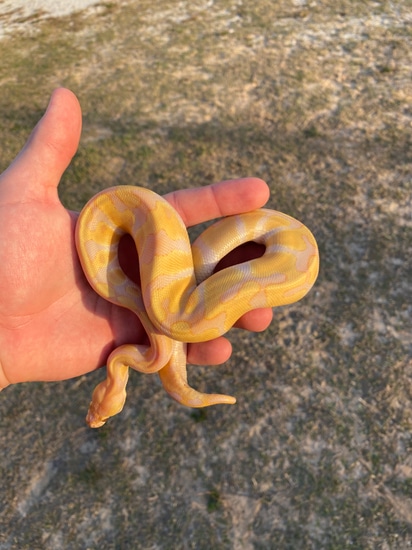 Enchi Candino Ball Python by MB Exotics