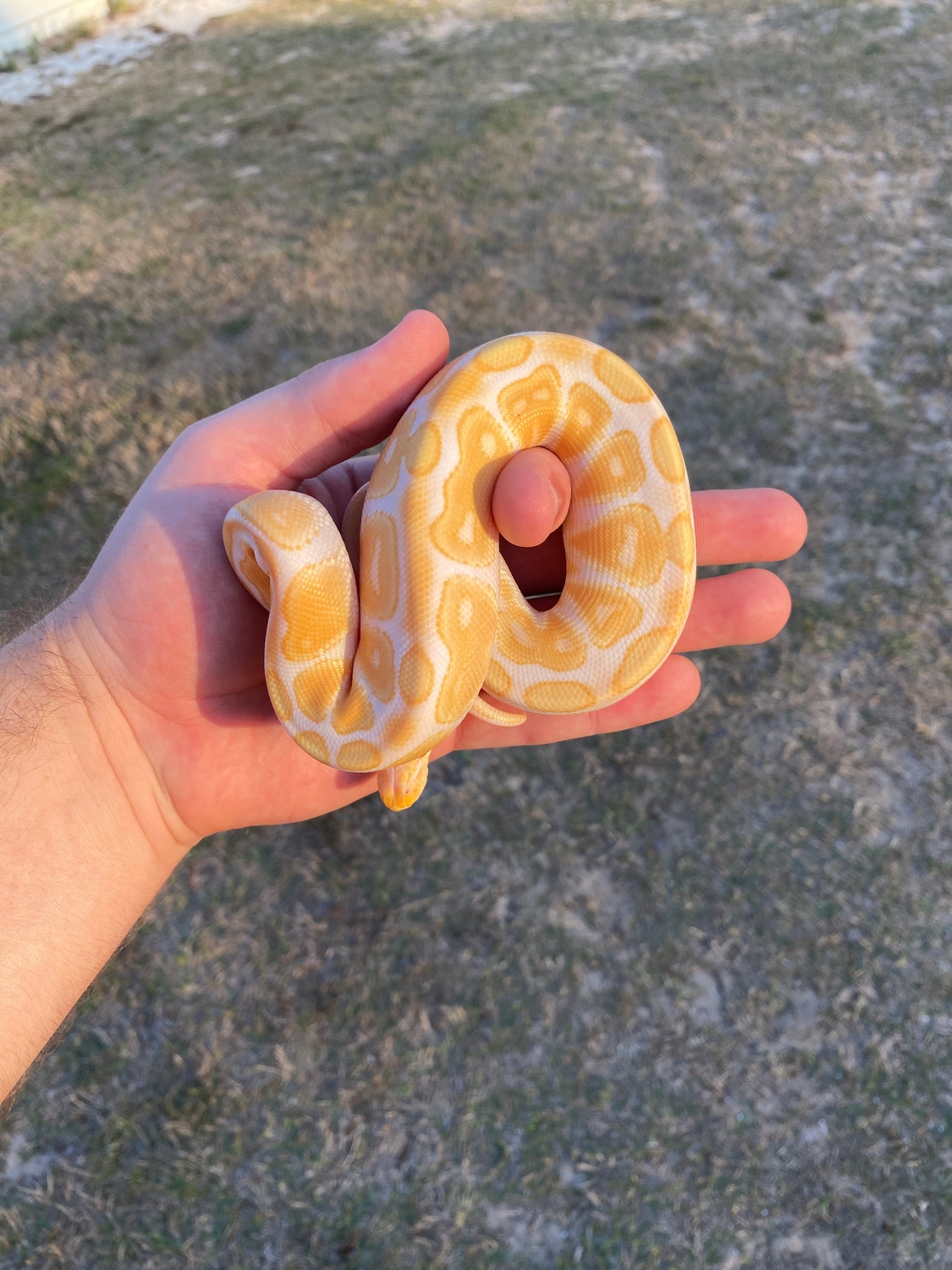 Enchi Cinny Candino (FREE SHIPPING) Ball Python by MB Exotics - MorphMarket