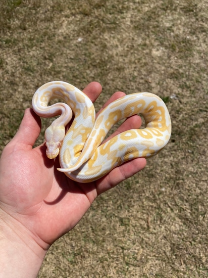 Albino Cinny (FREE SHIPPING) Ball Python by MB Exotics
