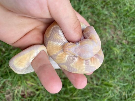 Candino Ball Python by MB Exotics
