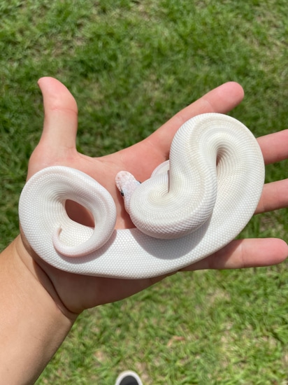 Mojave/Russo (BEL) Ball Python by MB Exotics